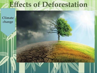 environmental science topic on deforestation cause and effect examples ...