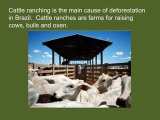 Deforestation in brazil | PPT
