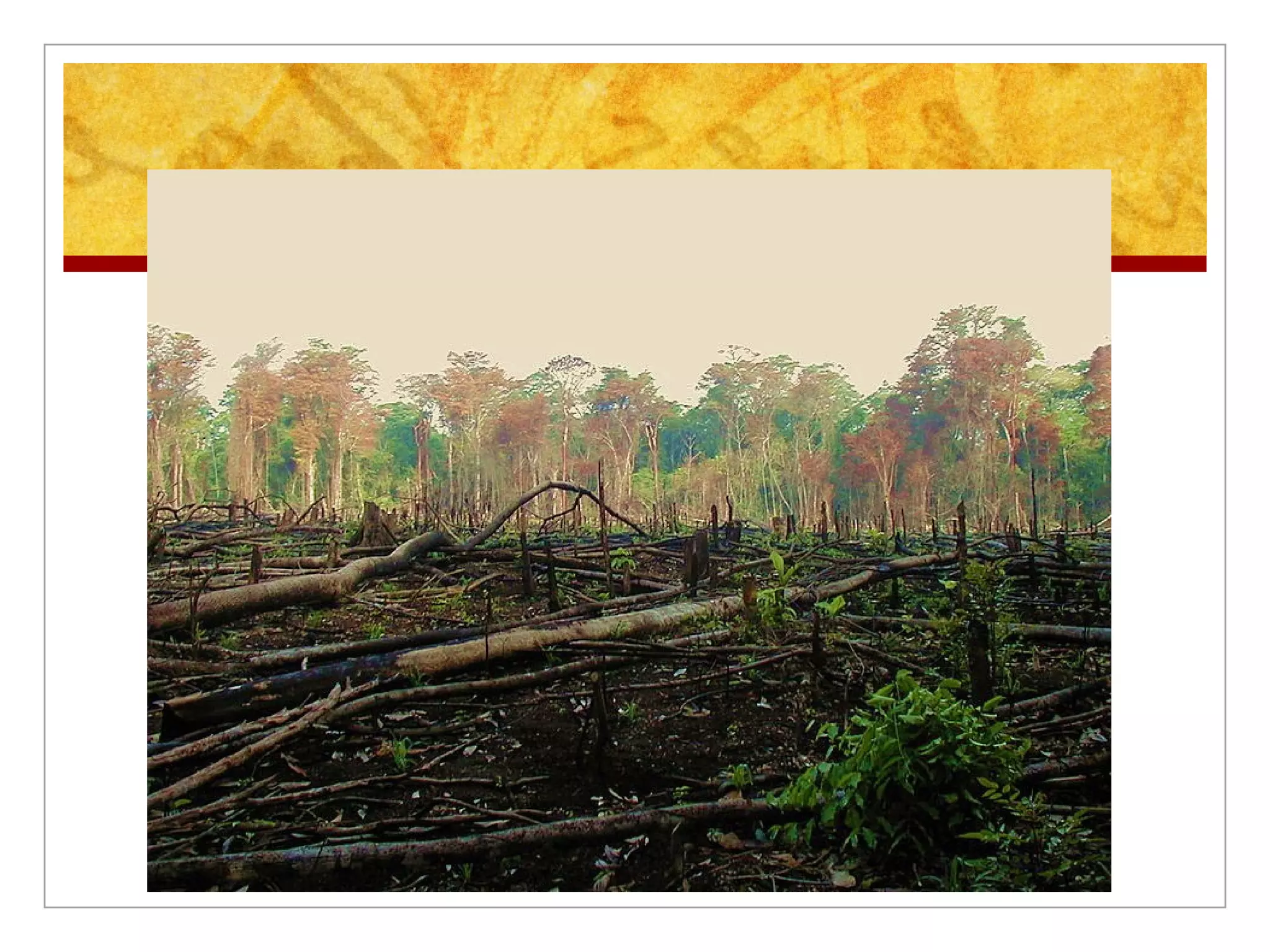 Deforestation in India | PPT