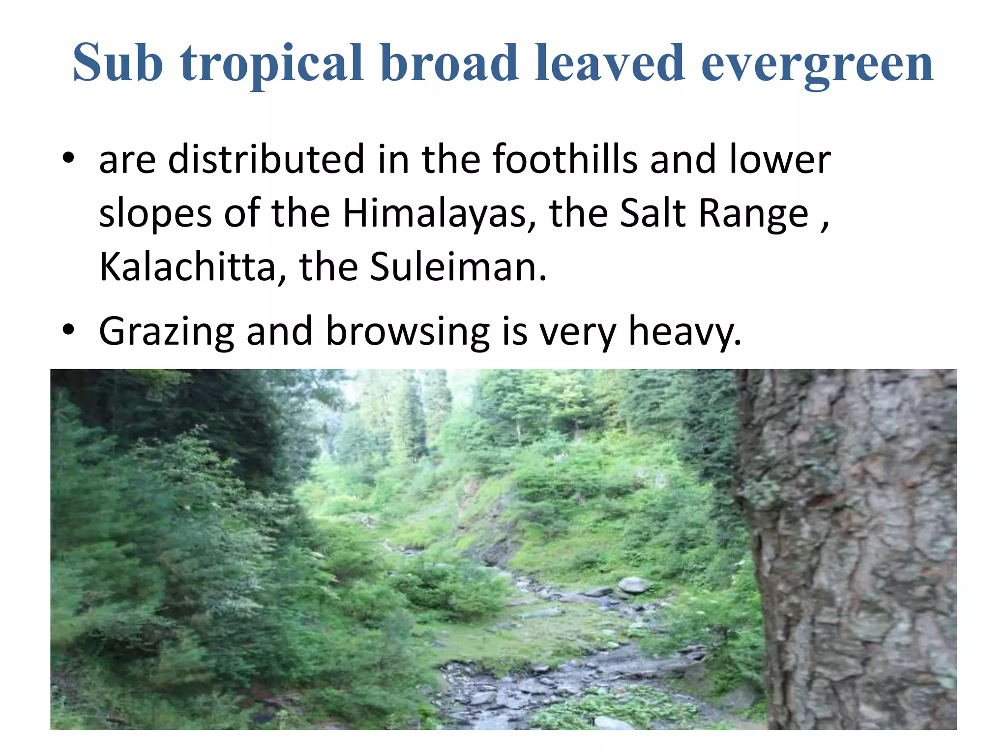Deforestation in pakistan | PPTX