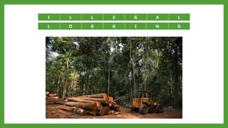DEFORESTATION IN THE AMAZON RAINFOREST.pptx