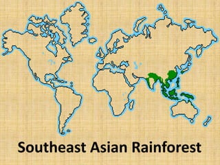 Deforestation maga pili pau | PPT