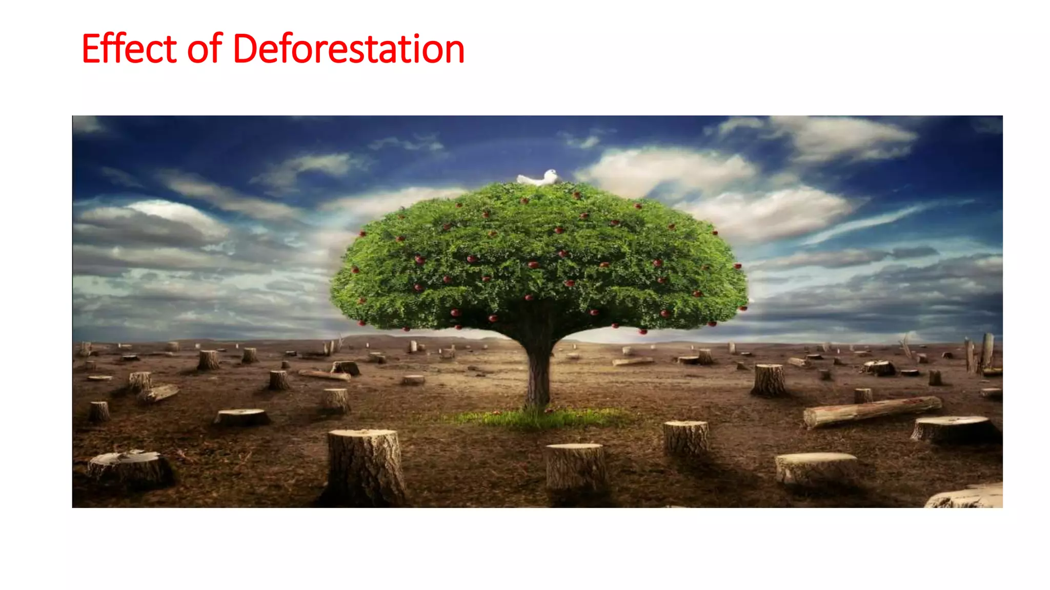 What is Deforestation? | PPTX