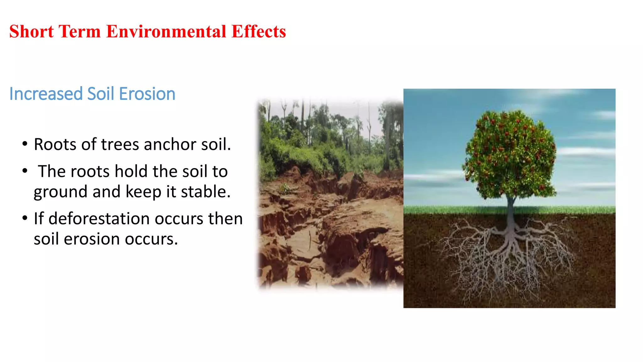 What is Deforestation? | PPTX