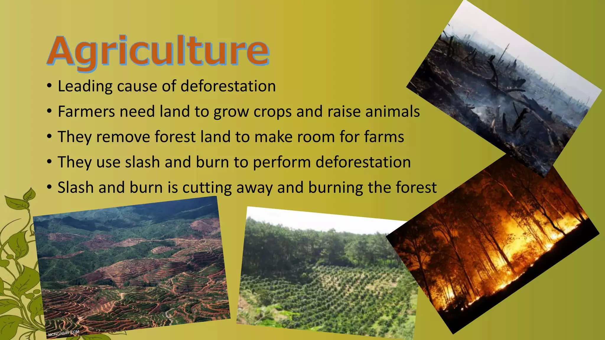 What is Deforestation? | PPTX