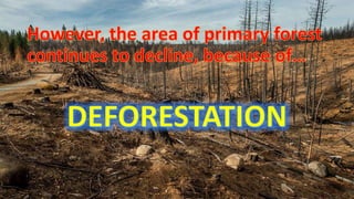 What is Deforestation? | PPTX