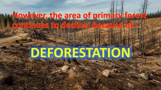 What is Deforestation? | PPTX | Science