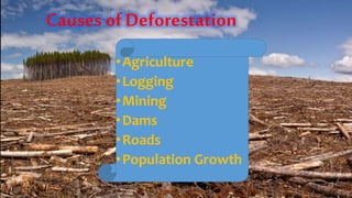 What is Deforestation? | PPTX