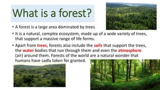 What is Deforestation? | PPT