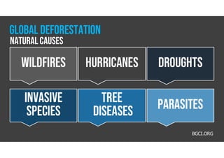 Deforestation Mitigation | PDF