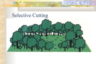 Chapter 10:Biodiversity/Forests/Forest Management | PPT