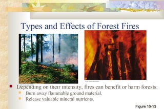 Chapter 10:Biodiversity/Forests/Forest Management | PPT