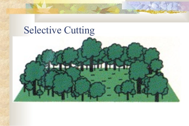 Chapter 10:Biodiversity/Forests/Forest Management