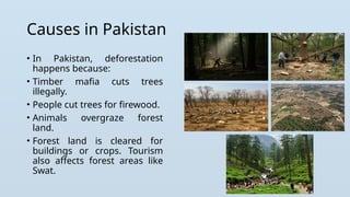 Deforestation presentation of pakistan and Global | PPT