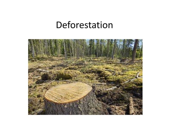 Deforestation of Rome | PPTX | Environment | Science