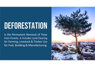 Deforestation Solution | PDF
