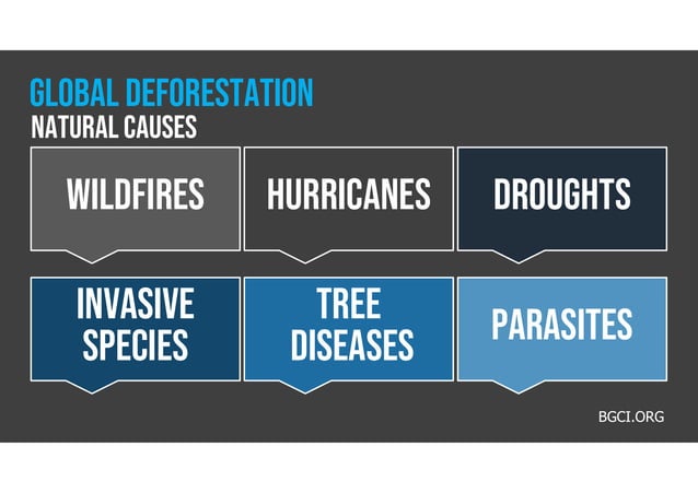 Deforestation Solution | PPT