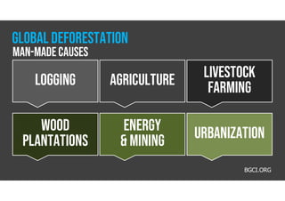 Deforestation Solution | PDF