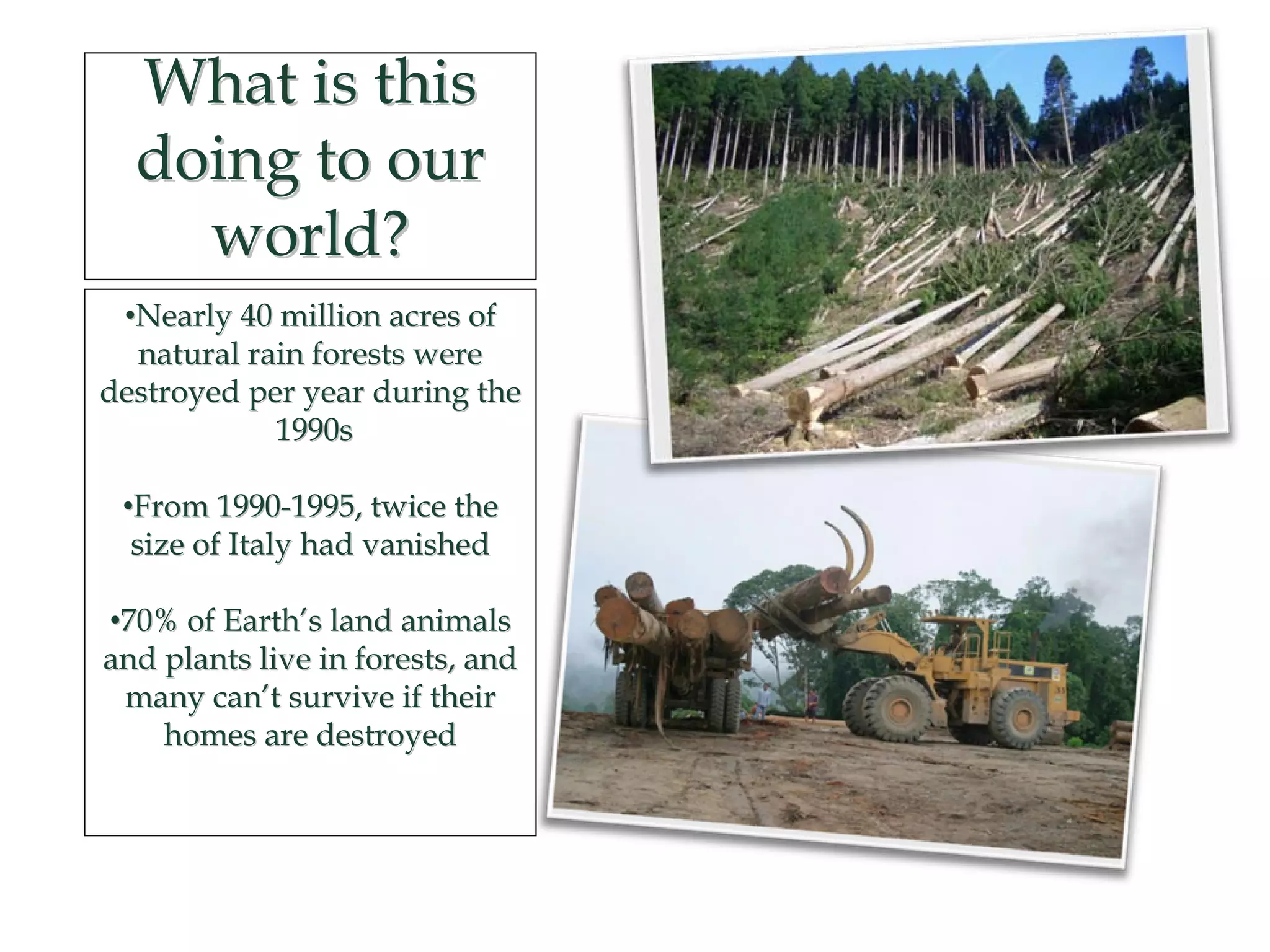 Deforestation & Sustainability | PDF