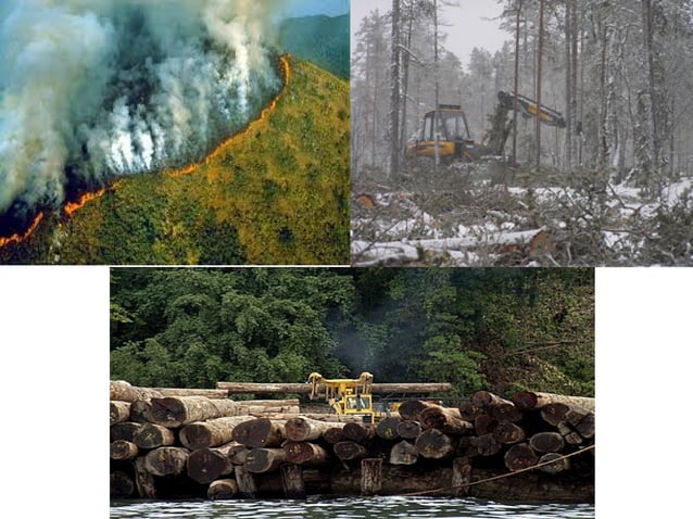 Deforestation & Sustainability | PDF | Agriculture | Industries