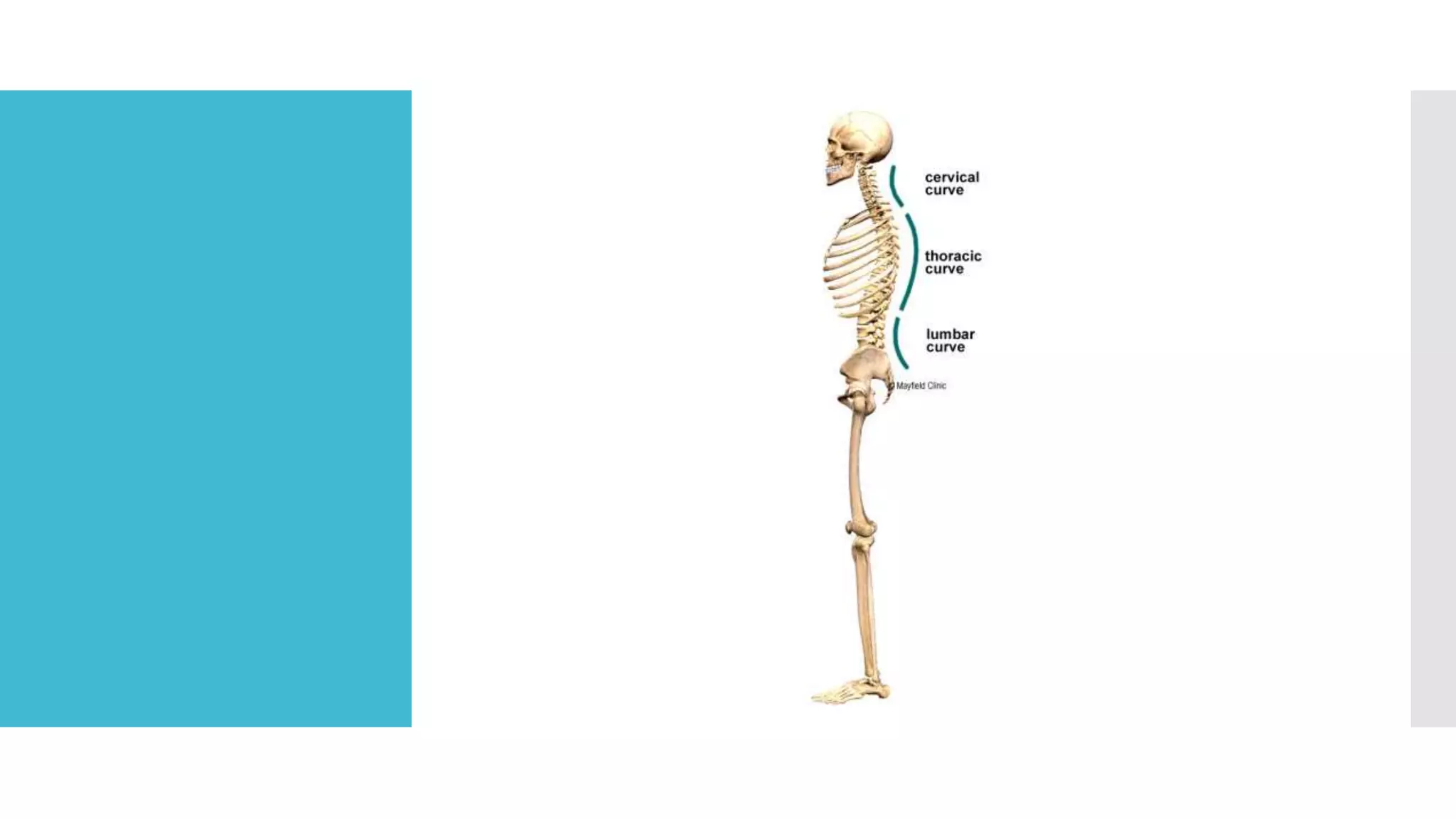 DEFORMITIES OF SPINE.pptx