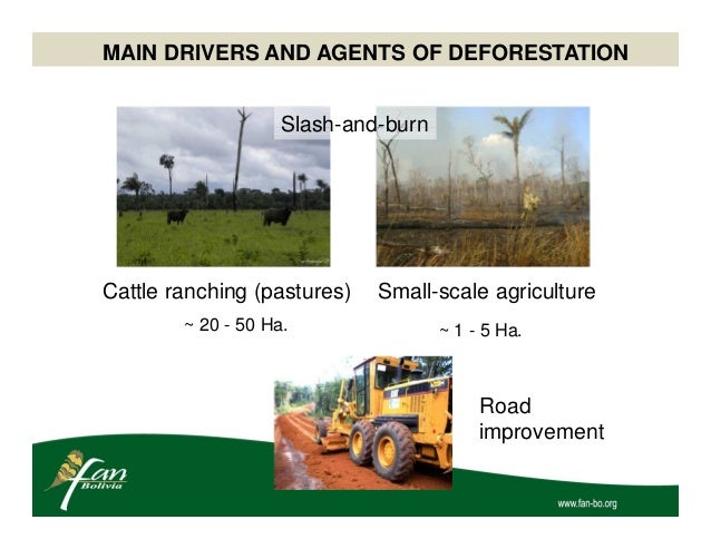 Spatial model of deforestation for Northeast Bolivia