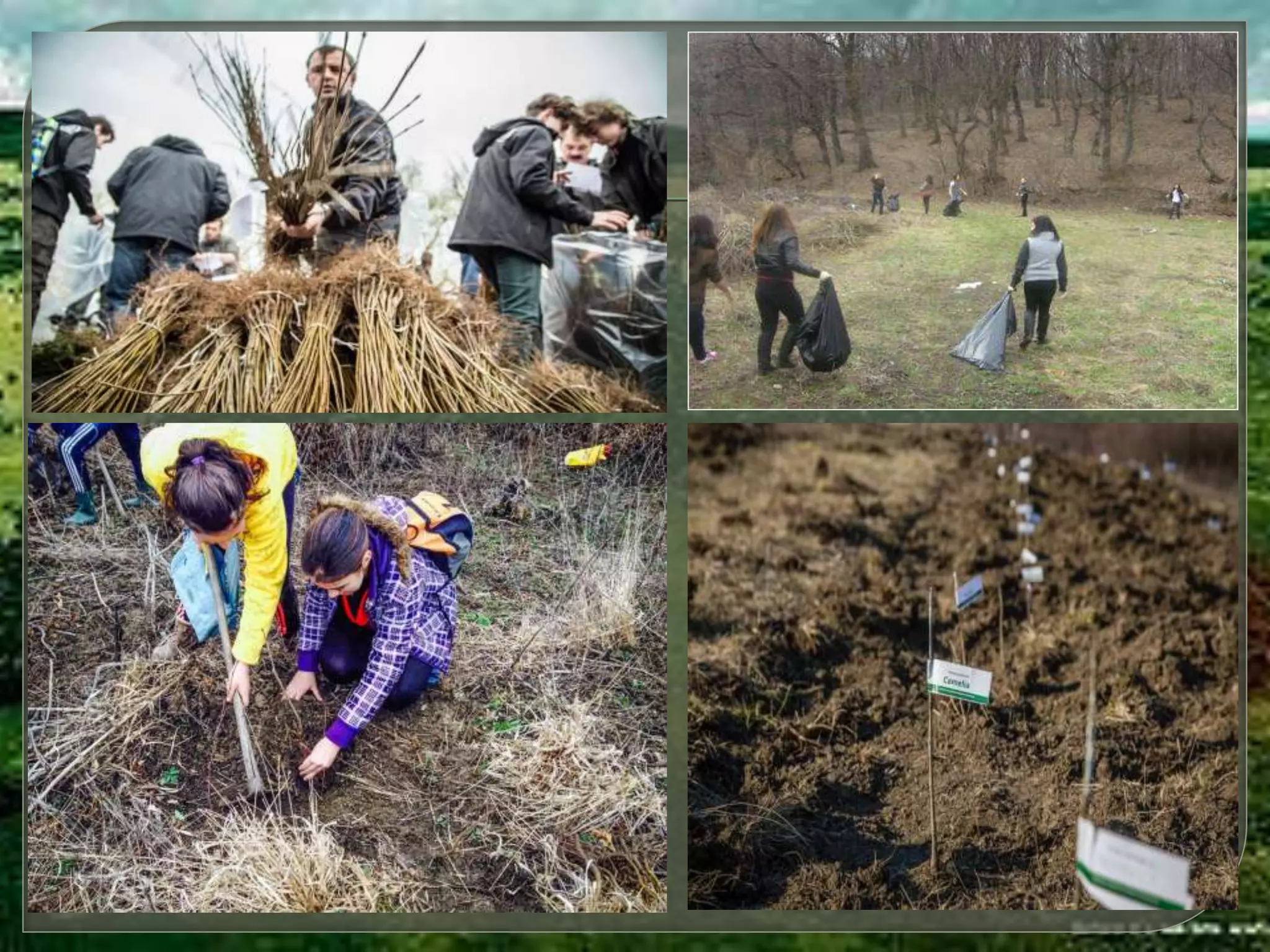 Defrisarea in Romania | PPTX