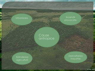 Defrisarea in Romania | PPTX