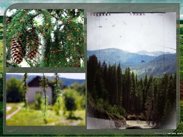 Defrisarea in Romania