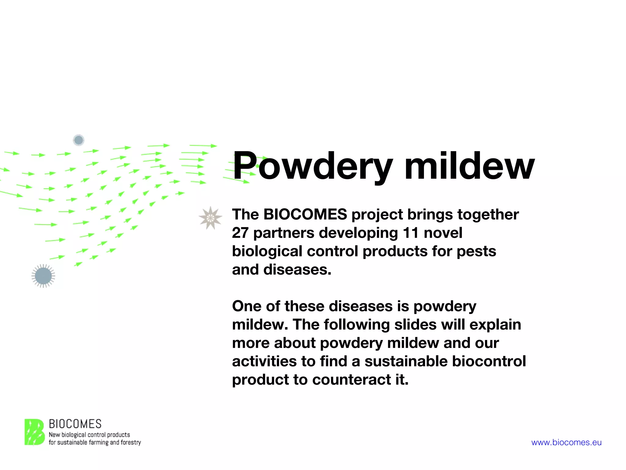 slideshare powdery mildew | PPT