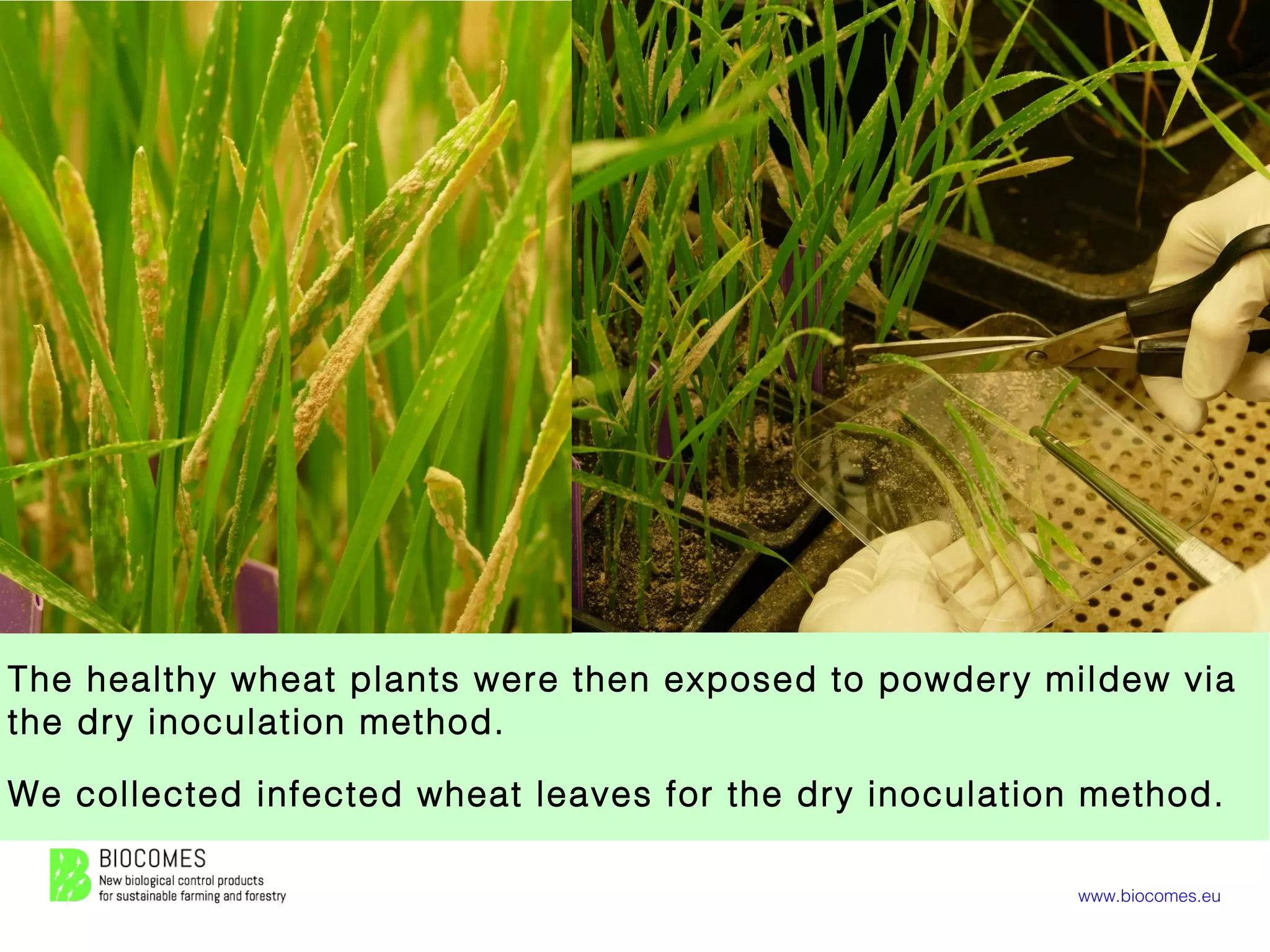 slideshare powdery mildew | PPT