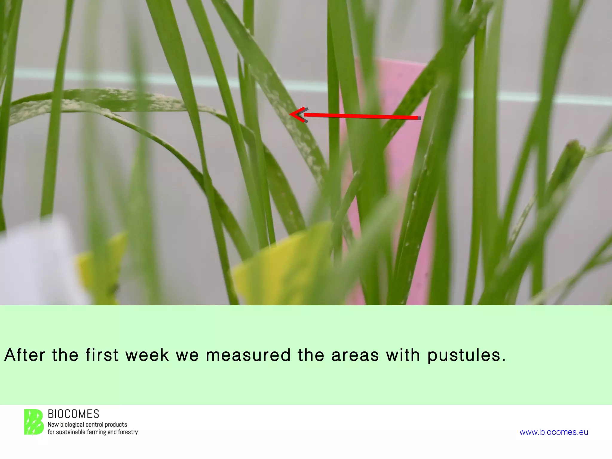 slideshare powdery mildew | PPT