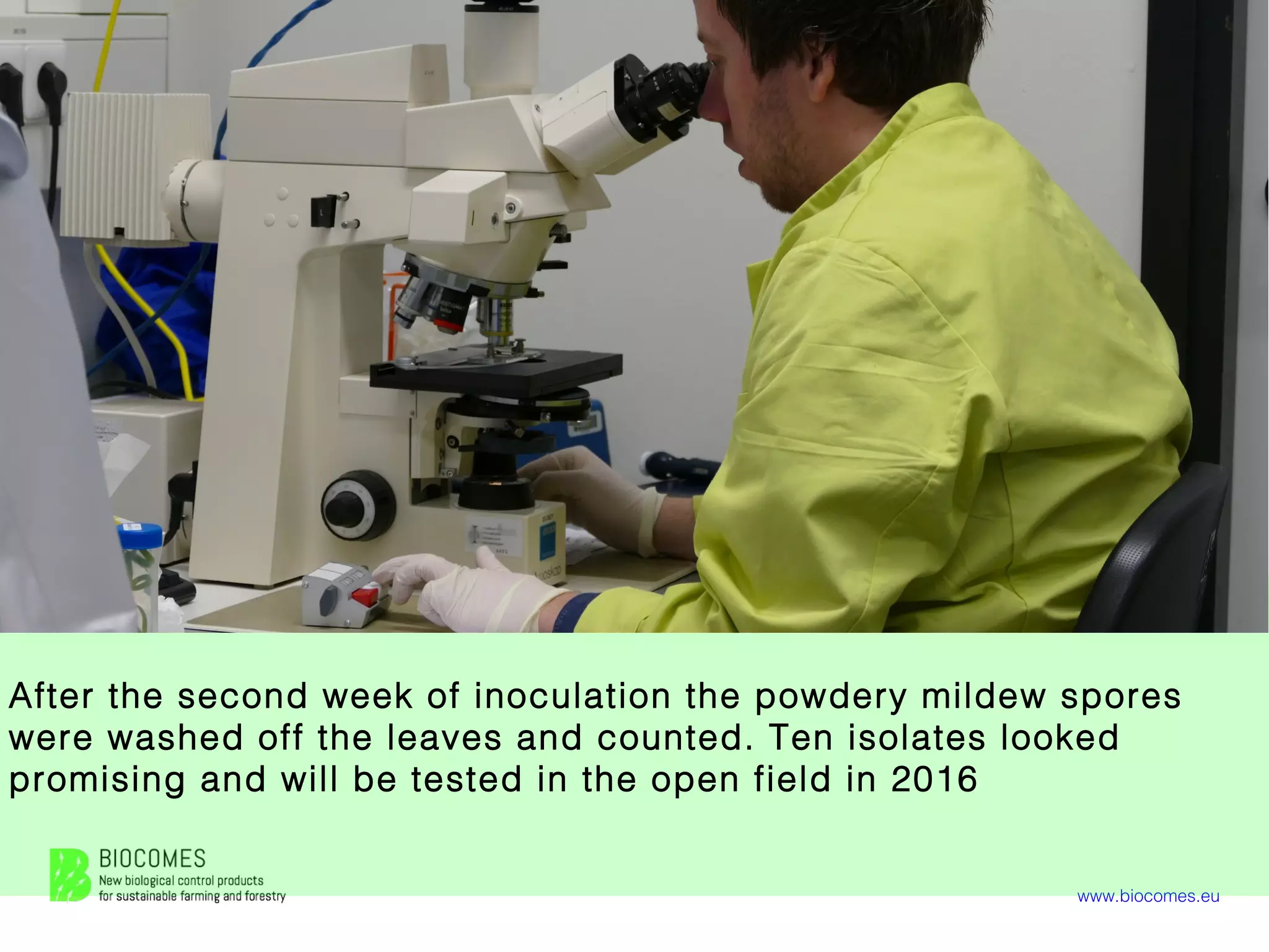 slideshare powdery mildew | PPT