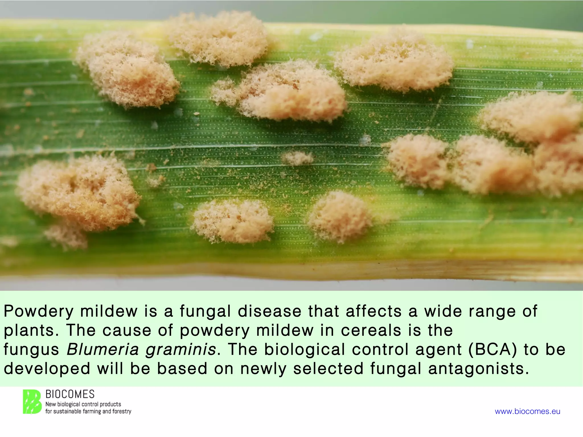 slideshare powdery mildew | PPT