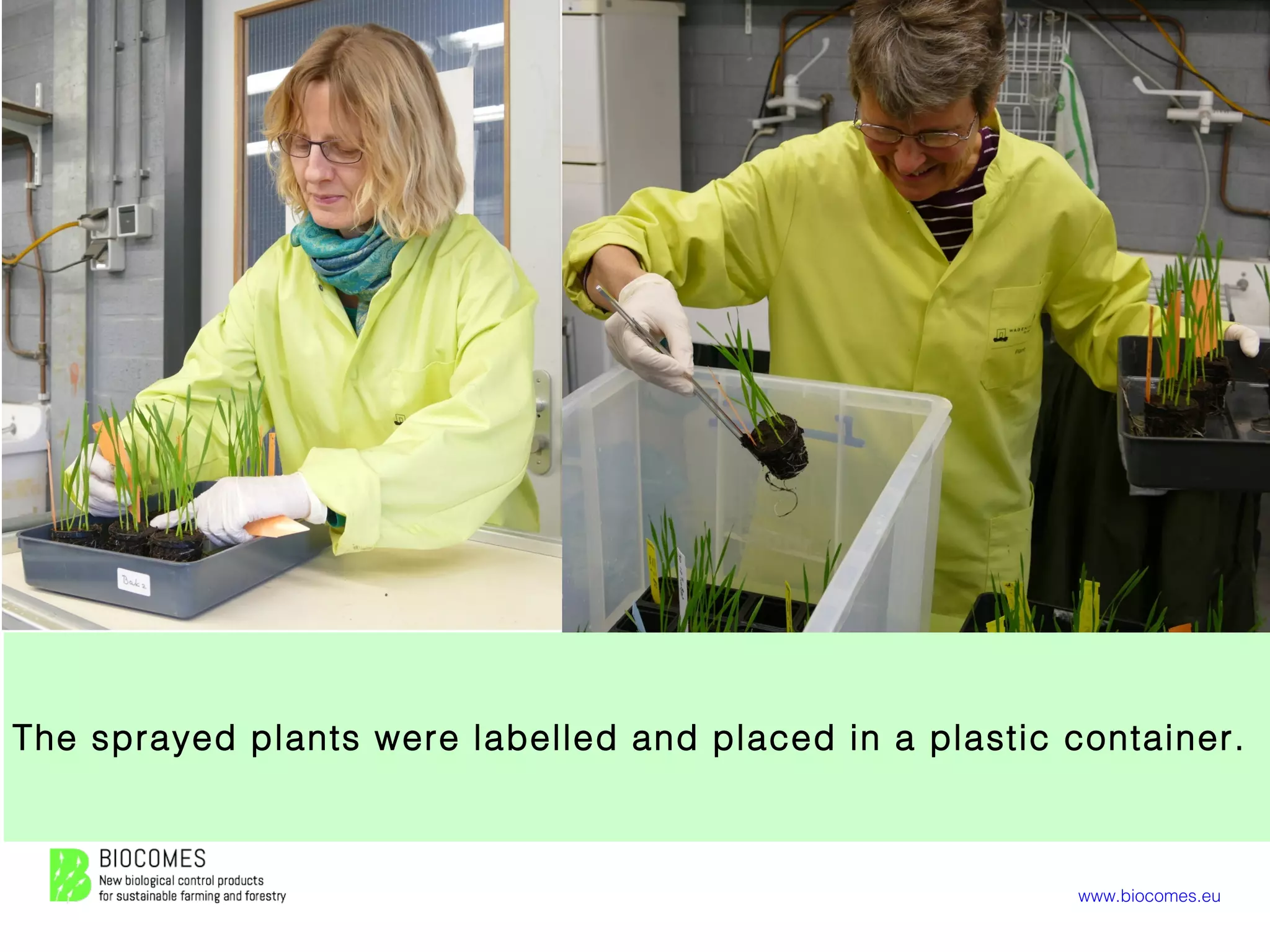 slideshare powdery mildew | PPT