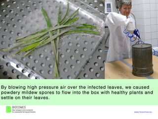 slideshare powdery mildew | PPT