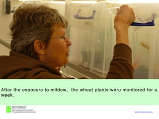 slideshare powdery mildew | PPT