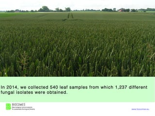 slideshare powdery mildew | PPT