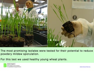 slideshare powdery mildew | PPT
