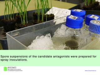 slideshare powdery mildew | PPT