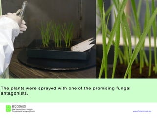 slideshare powdery mildew | PPT