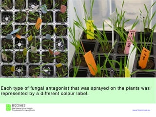slideshare powdery mildew | PPT