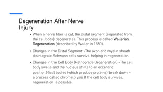 Degeneration and regeneration of nerve.ppt