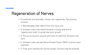 Degeneration and regeneration of nerve.ppt