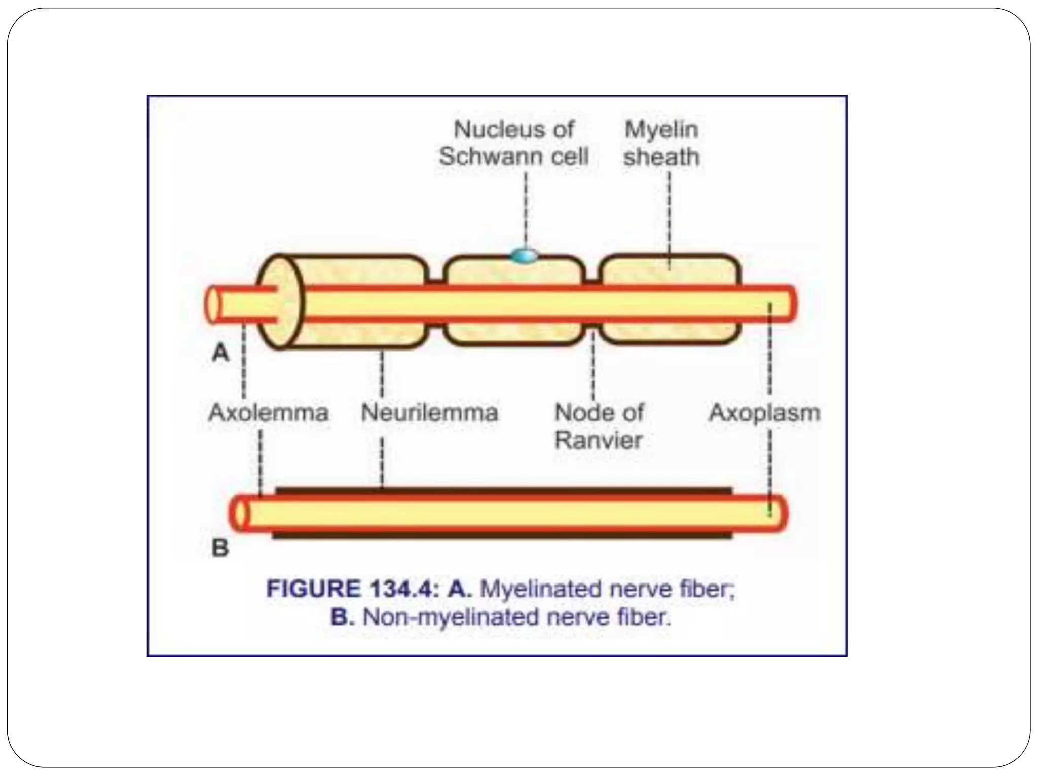 Degeneration and regeneration of nerve fibers | PPTX