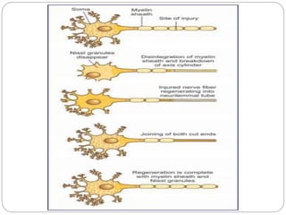 Degeneration and regeneration of nerve fibers | PPTX