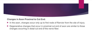 Degeneration and Regeneration of Nerve Fibers.pptx