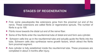 Degeneration and Regeneration of Nerve Fibers.pptx