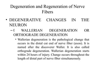 Degeneration and Regeneration of Nerve Fibers.pptx