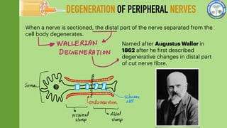 Degeneration and regeneration of peripheral nerves.pdf